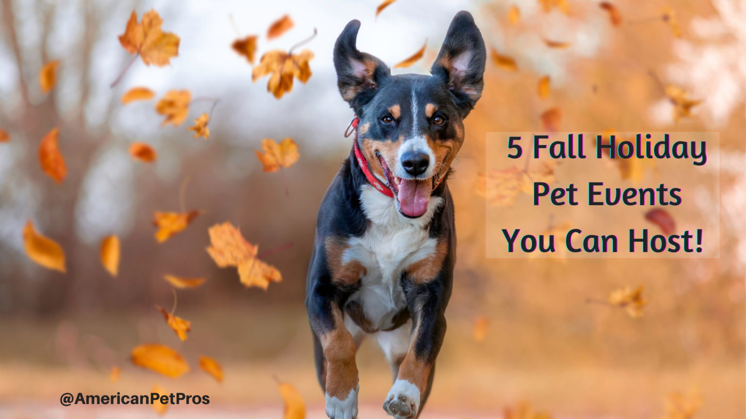 5 Fall Holiday Pet Events You Can Host! - American Pet Professionals